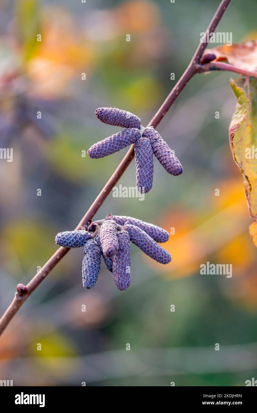 Giant filbert corylus maxima hi-res stock photography and images - Alamy