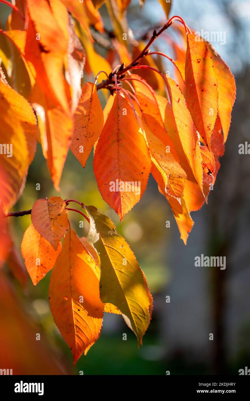 Cherry tree (Prunus avium), autumn leaves Stock Photo - Alamy