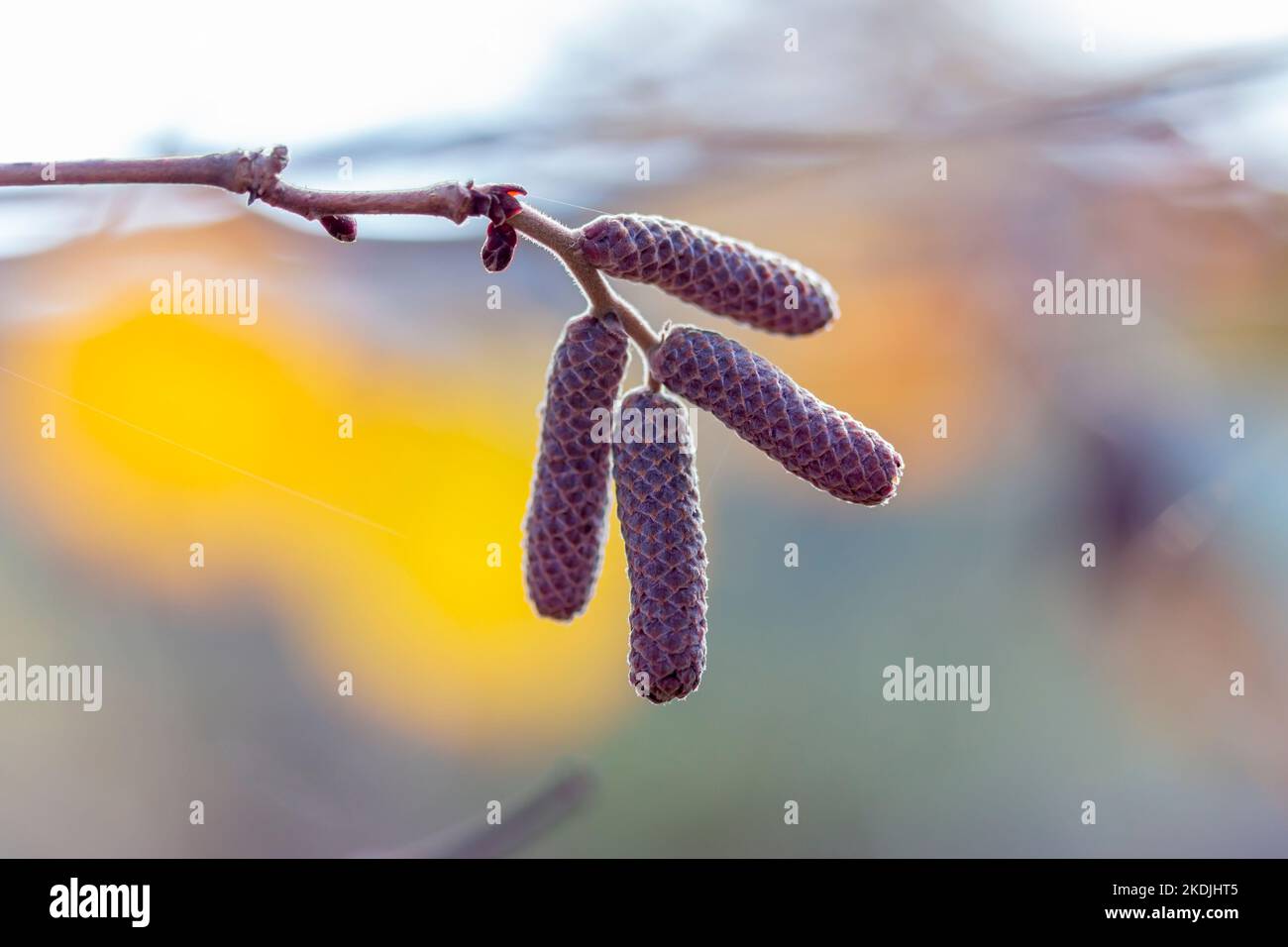 Giant filbert corylus maxima hi-res stock photography and images - Alamy