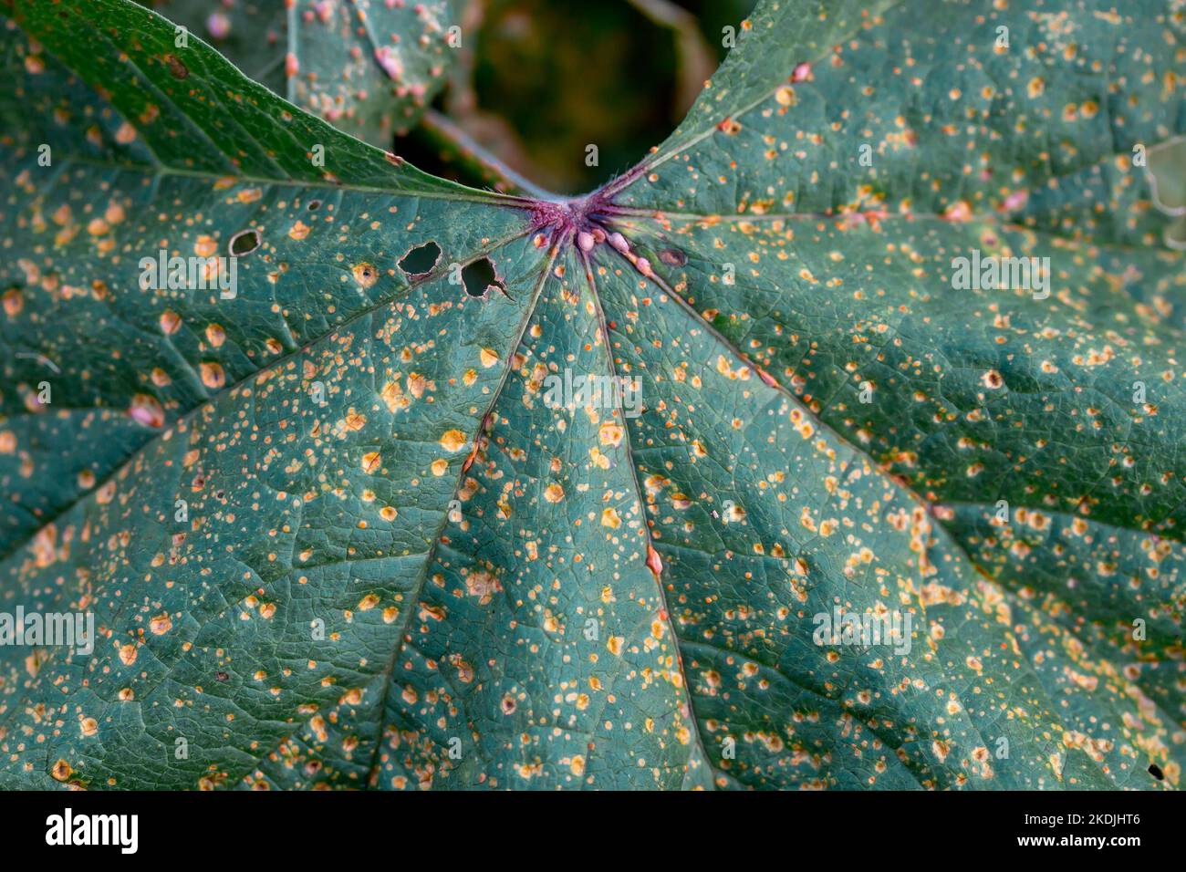 Pucciniaceae family hi-res stock photography and images - Alamy
