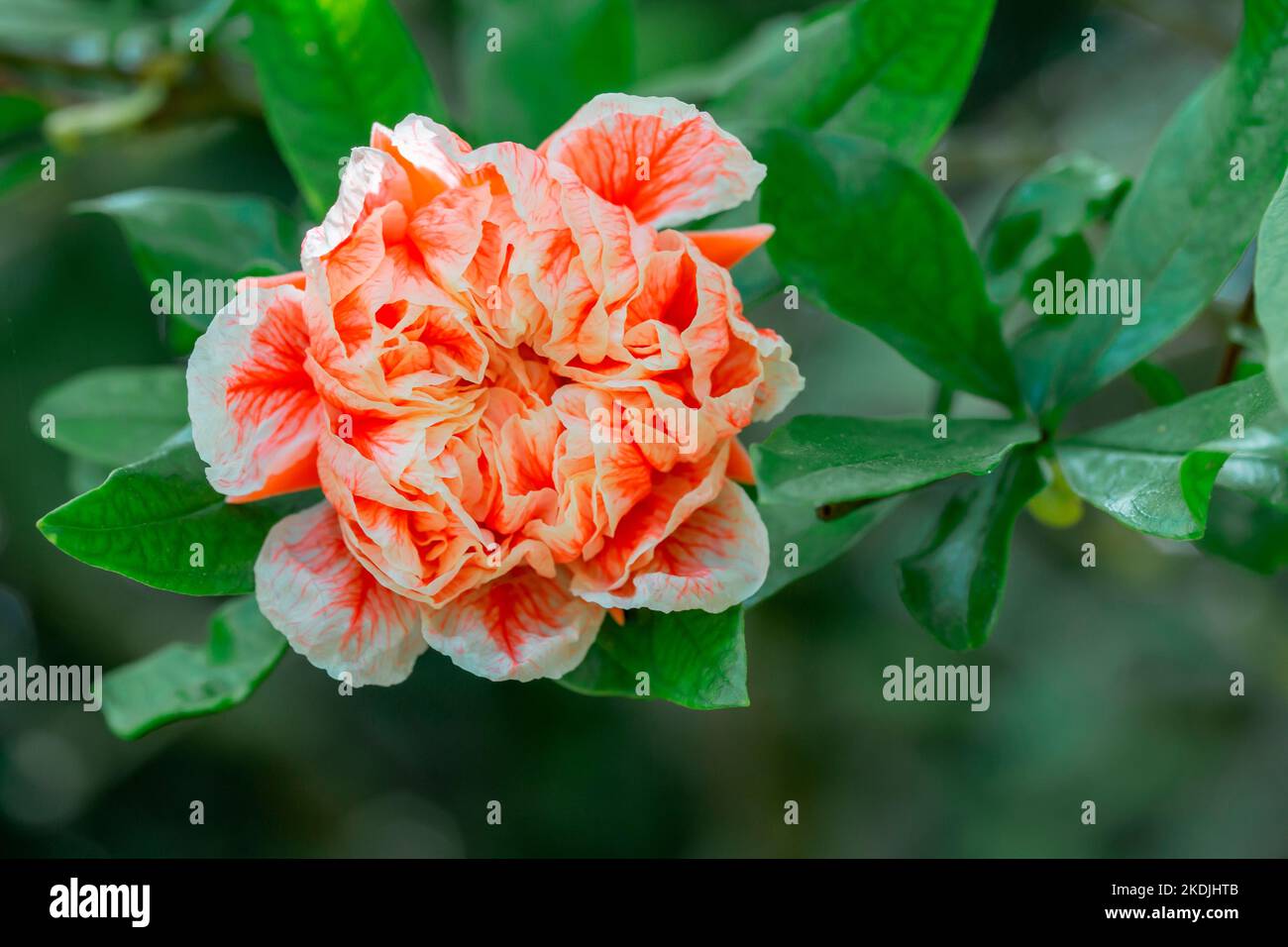 Pomegranate (Punica granatum) 'Legrelliae', flower Stock Photo - Alamy