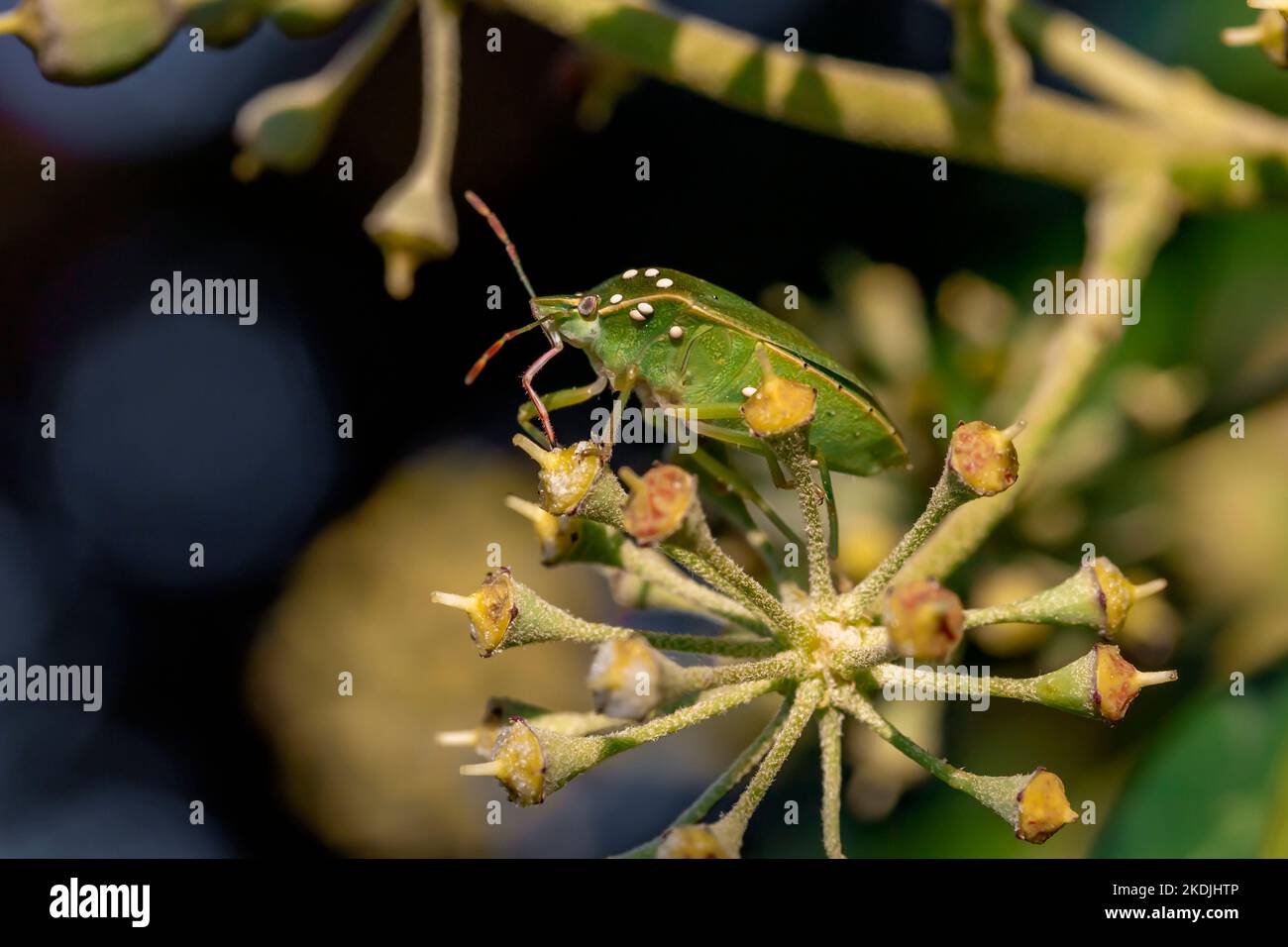 Southern green shield bug (Nezara viridula) carrying eggs of Trichopoda ...