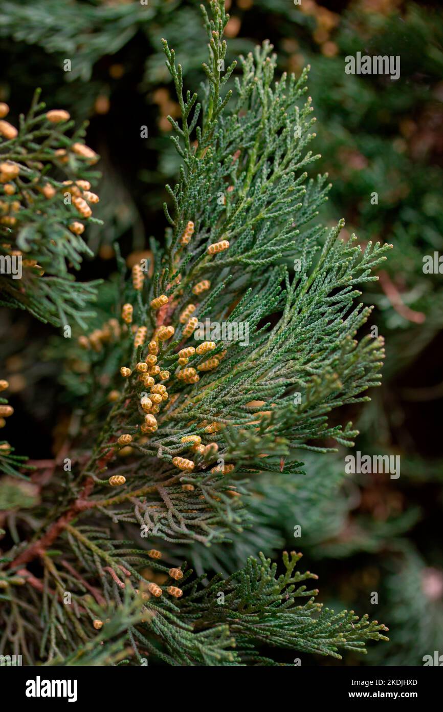 Italian cypress (Cupressus sempervirens), leaves and male cones in ...