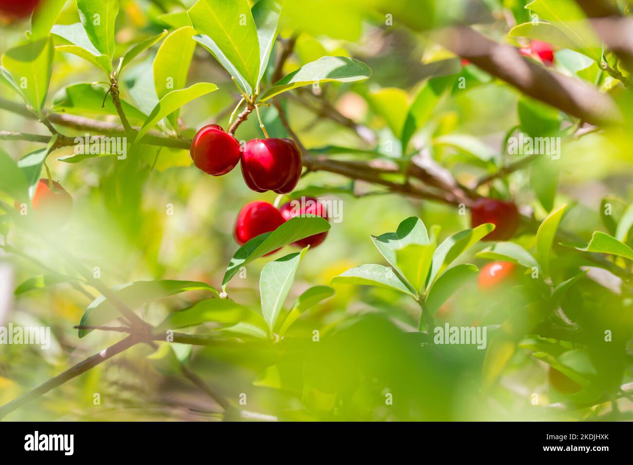 Acerola cherry (Malpighia emarginata), Parnaiba Delta, Maranhao, Brazil ...