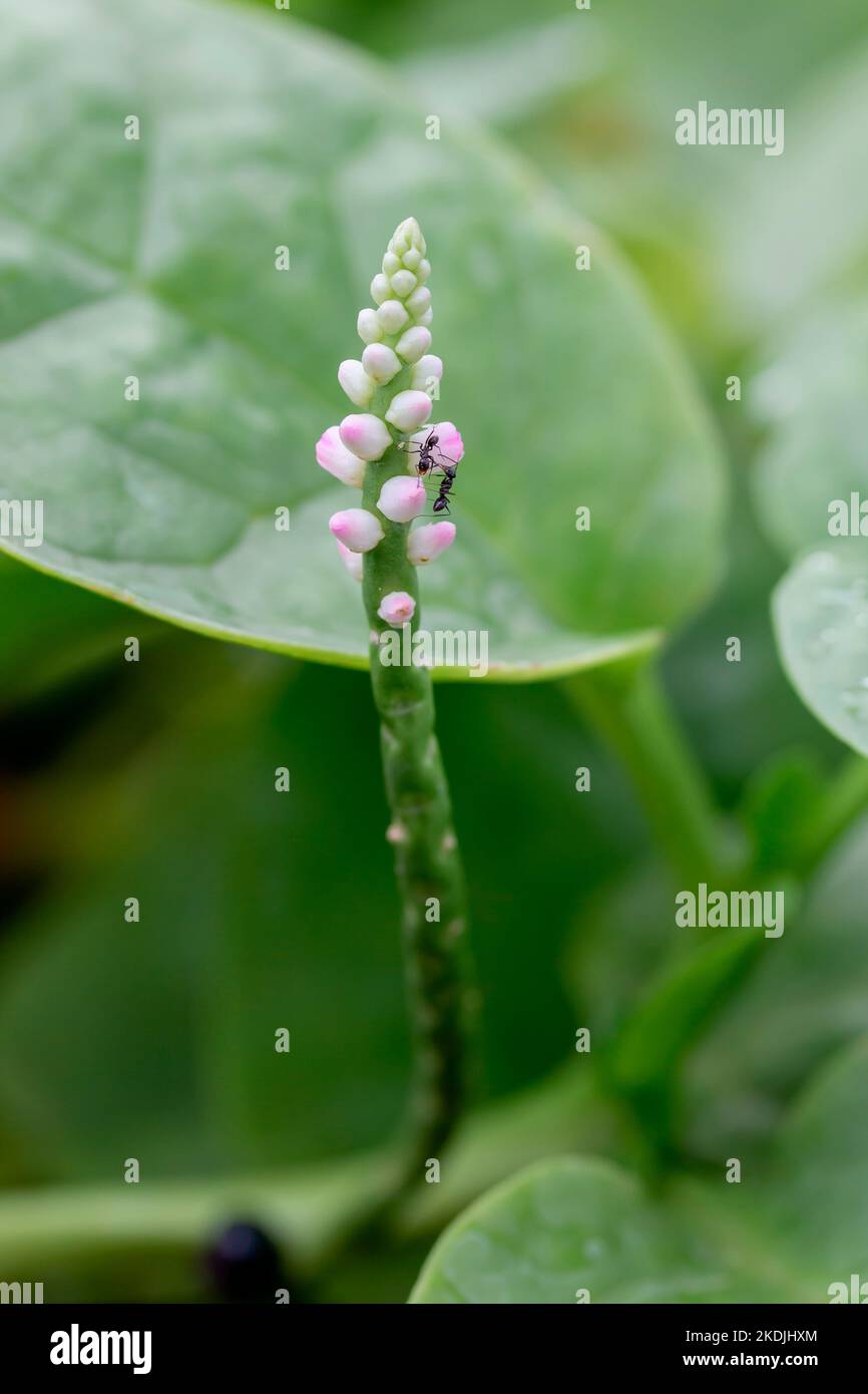 Malabar spinach (Basella alba) flowers with ants, Parnaiba delta ...