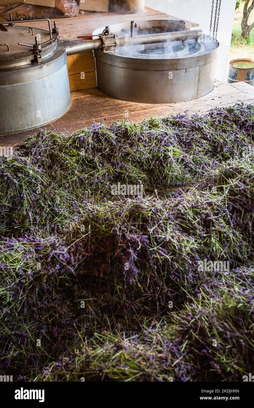 Distillation of wild lavender to obtain essential oil, Montagne de Lure ...