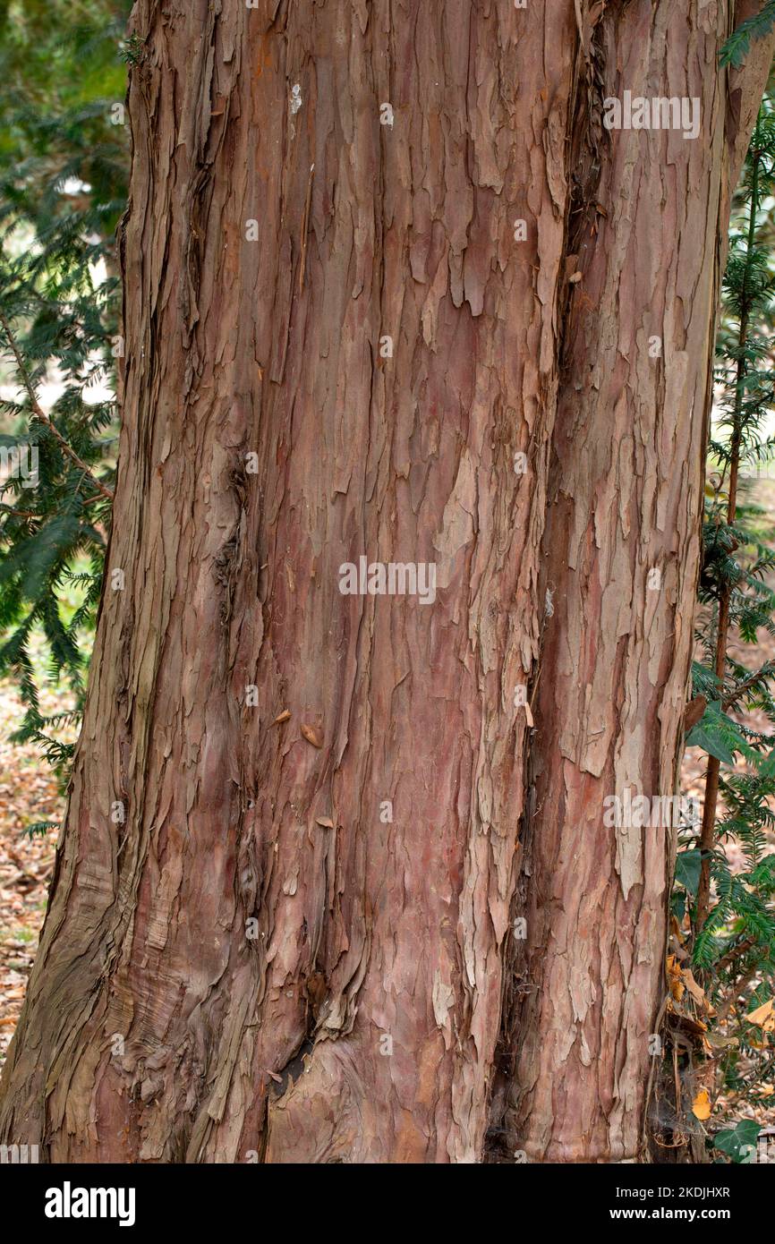 Yew (Taxus baccata) trunk Stock Photo - Alamy