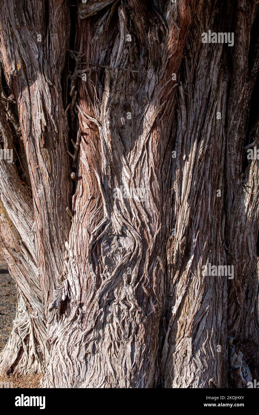 Italian cypress (Cupressus sempervirens), trunk of an old tree, Gers ...