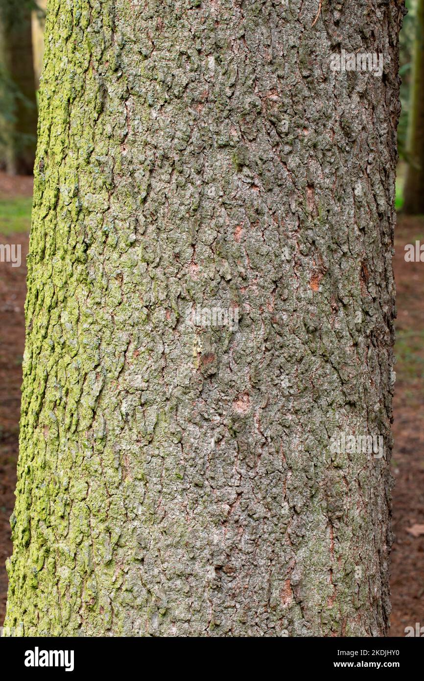 Greek fir (Abies cephalonica) trunk Stock Photo - Alamy