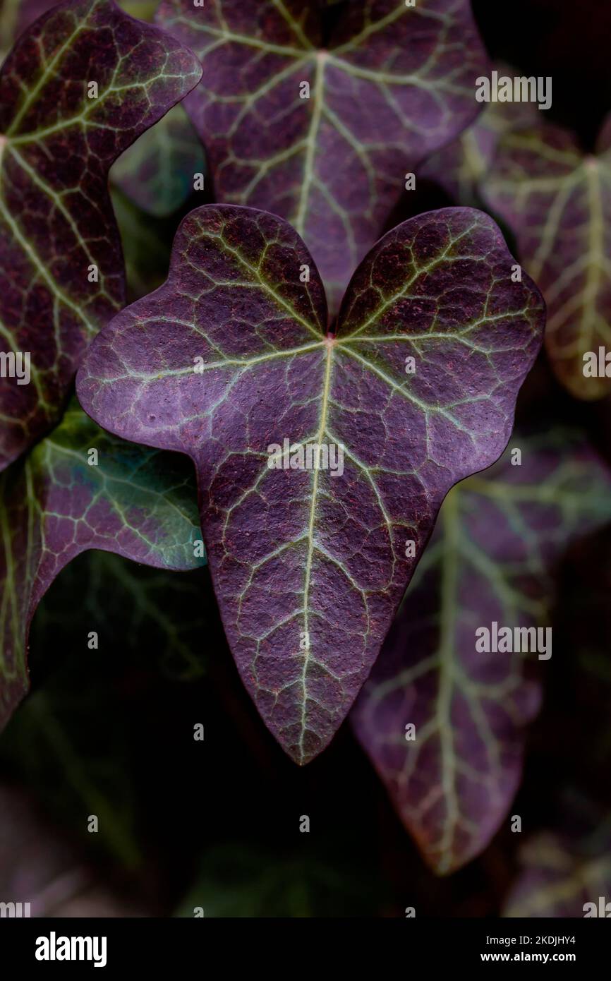Purple-leaved ivy (Hedera helix 'Atropurpurea') in winter, France Stock ...