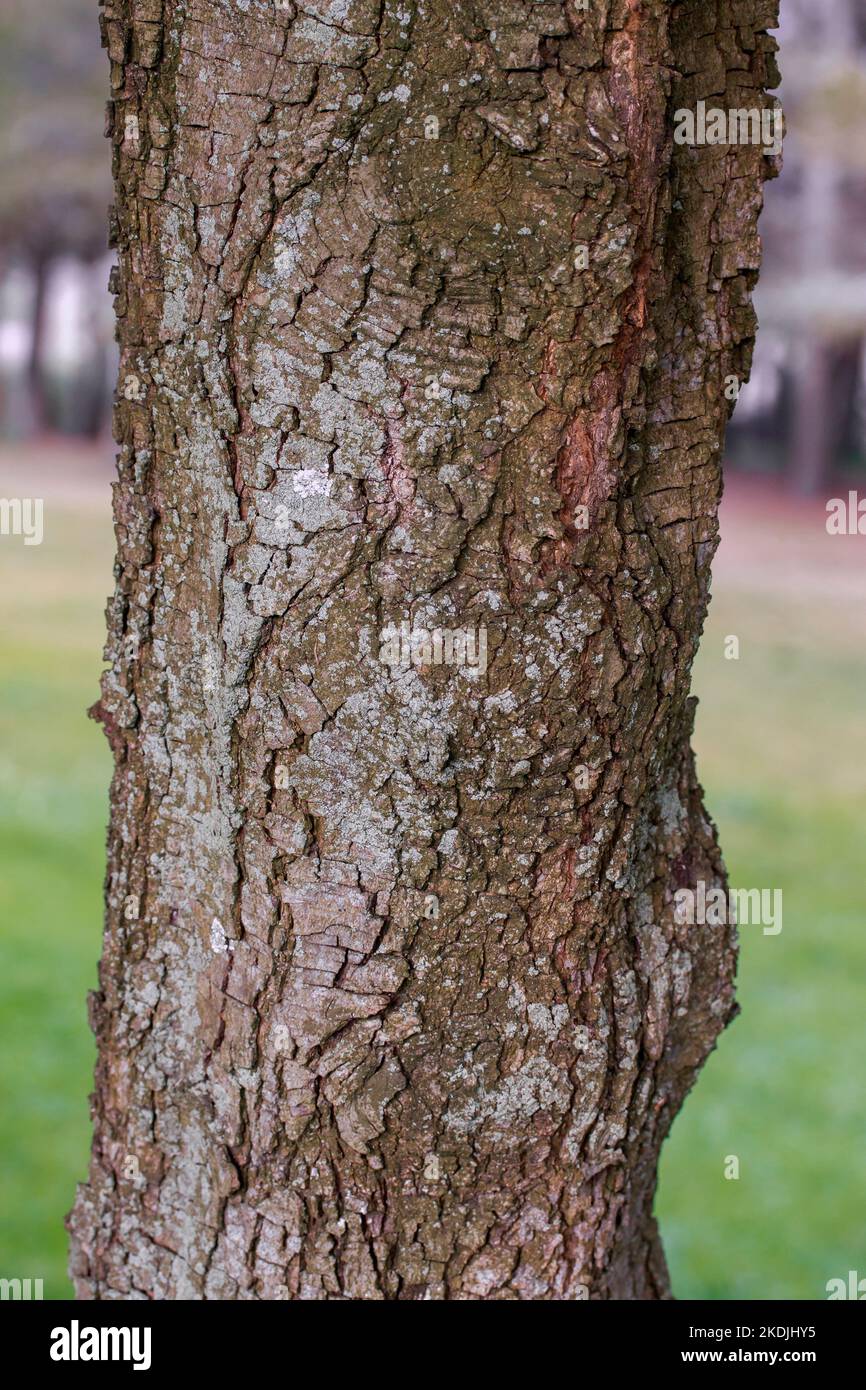 Trunk of Holm oak (Quercus ilex), Aude, France Stock Photo - Alamy