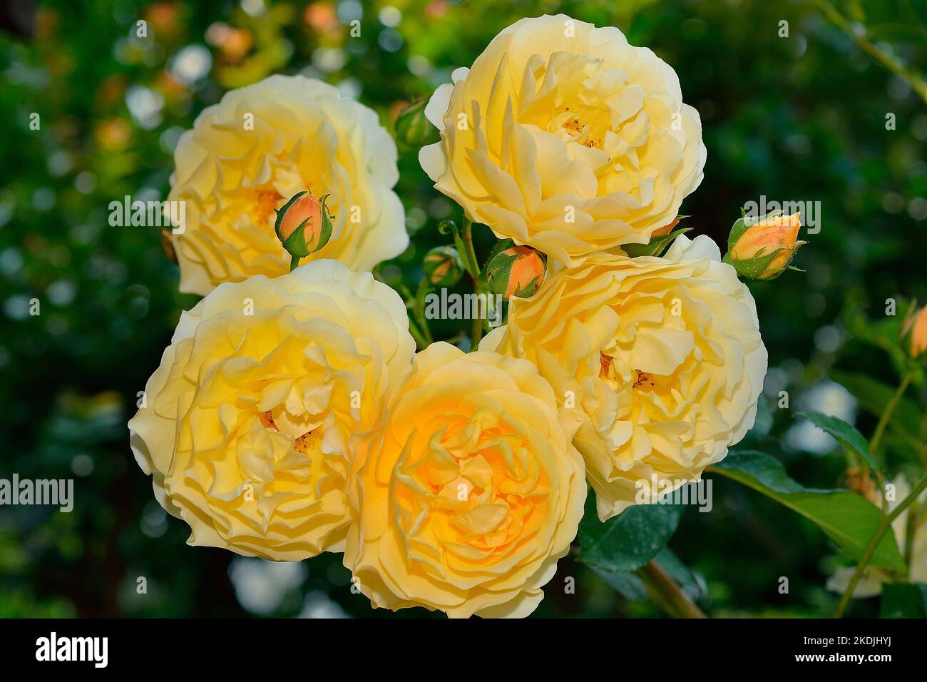 Variety charlotte hi-res stock photography and images - Alamy