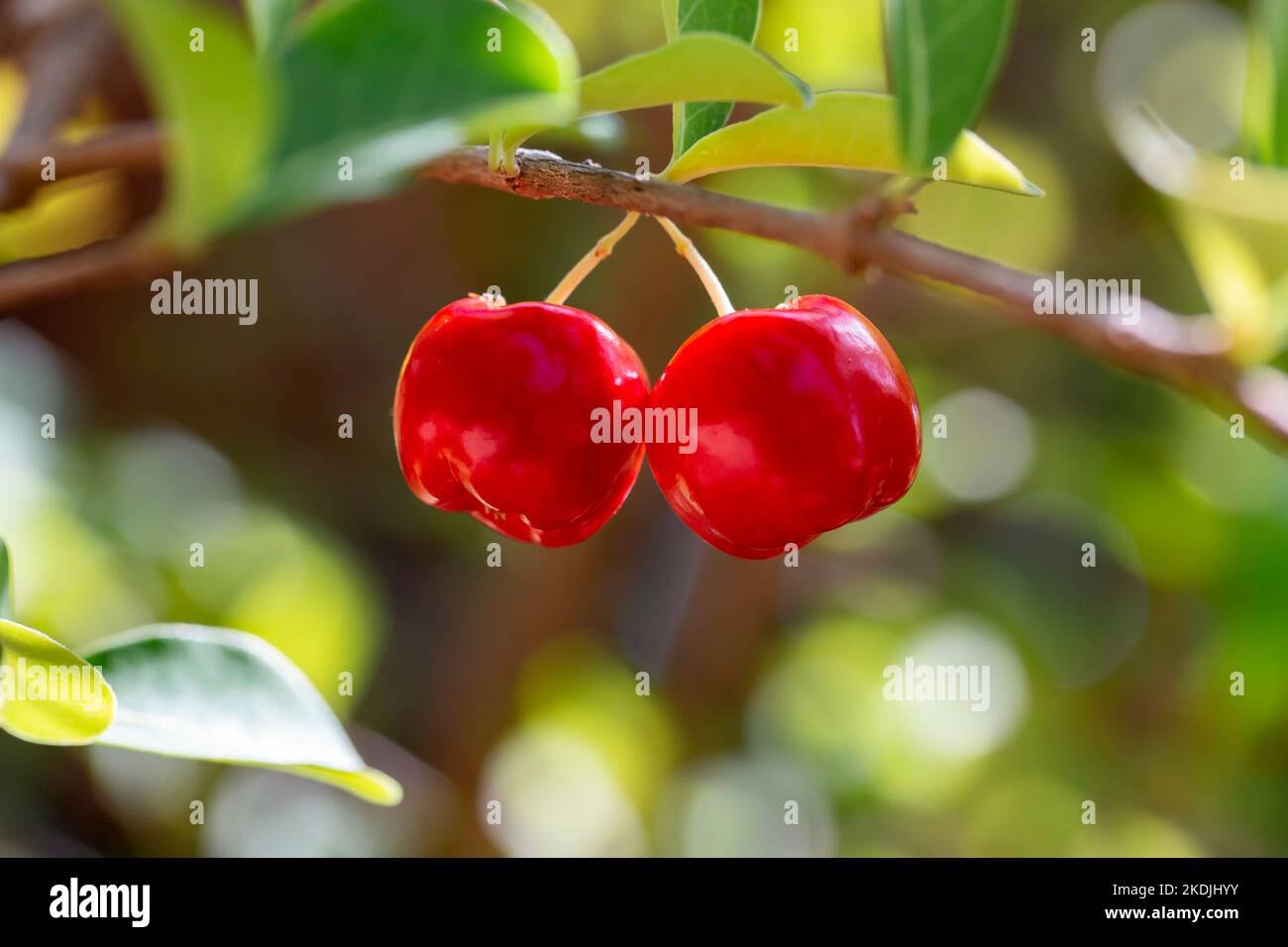 Acerola cherry (Malpighia emarginata), Parnaiba Delta, Maranhao, Brazil ...