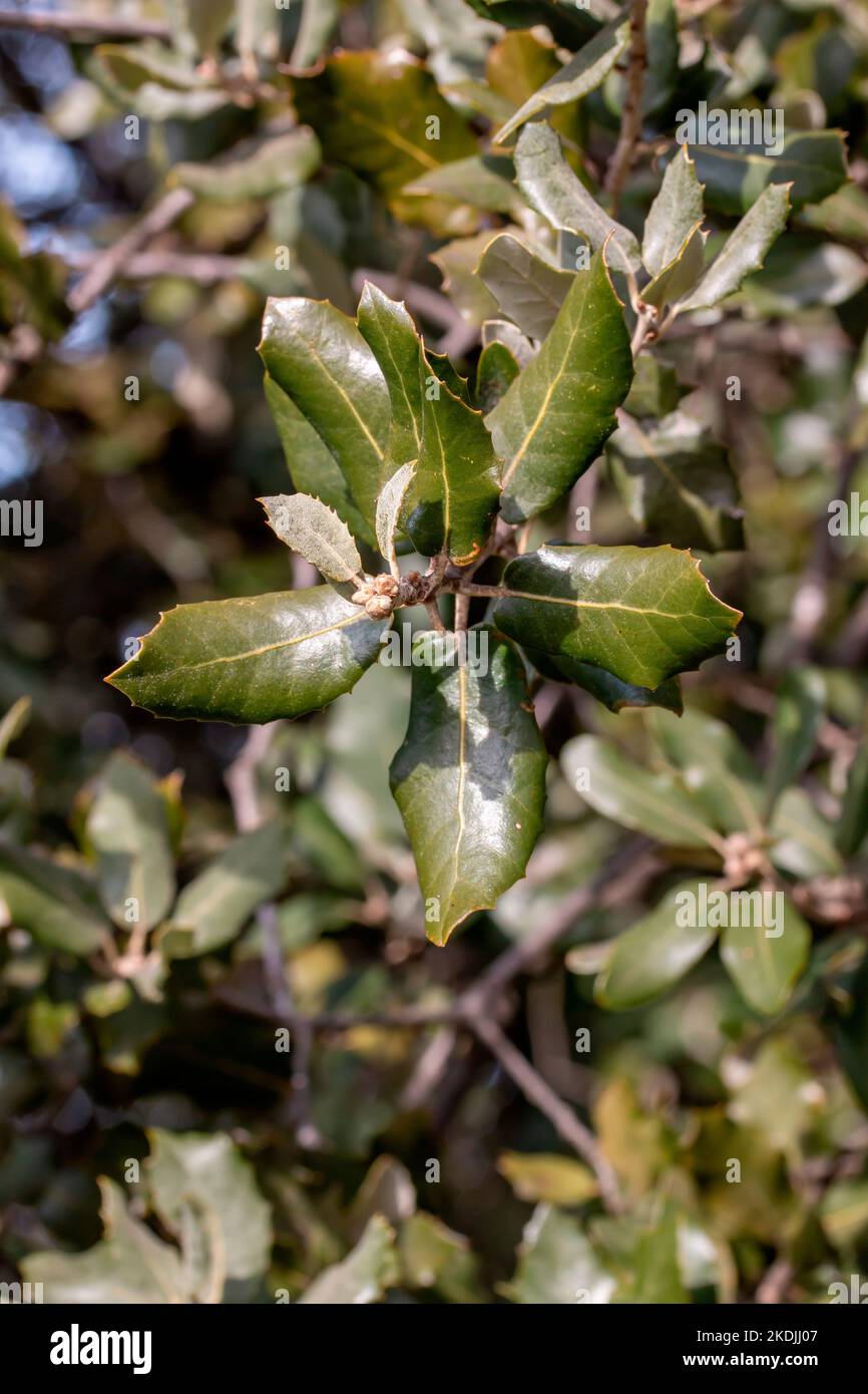 Holm oak (Quercus ilex), leaves in winter, Vaucluse, France Stock Photo ...
