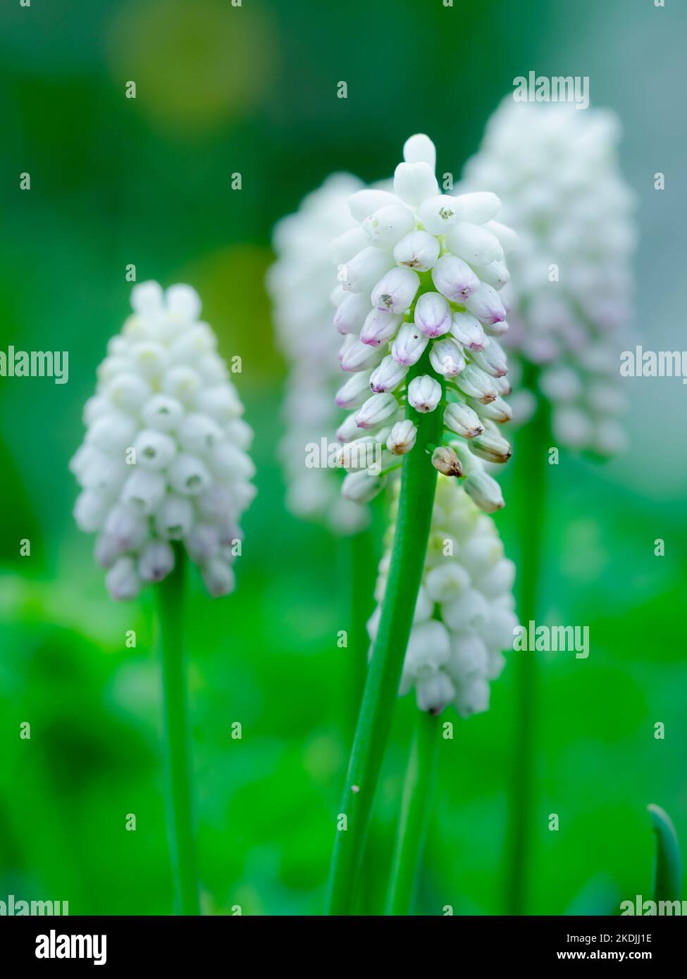 White grape hyacinth Muscari botryoides variety album Europe, Central ...