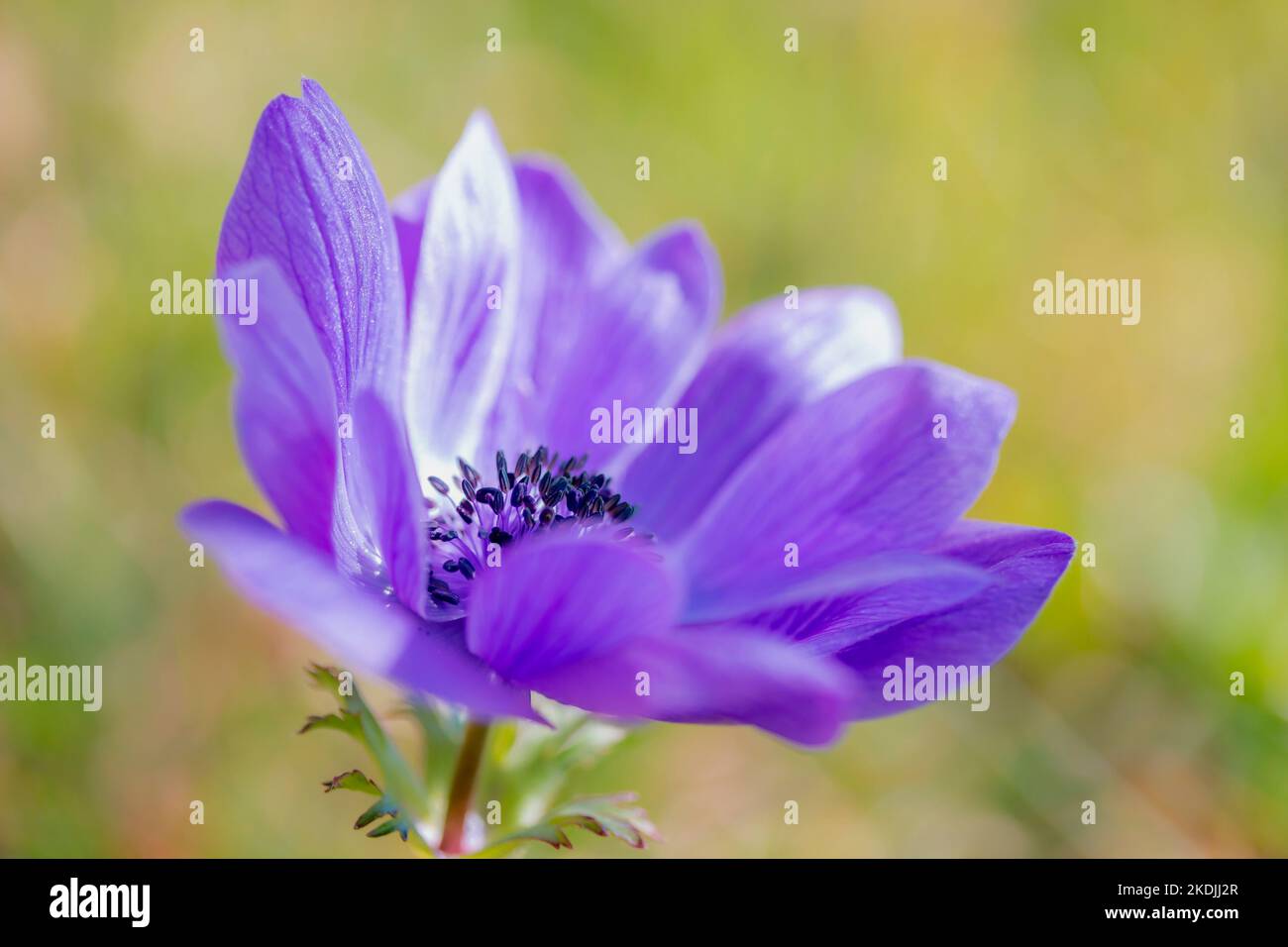 Poppy anemone (Anemone coronaria Stock Photo - Alamy