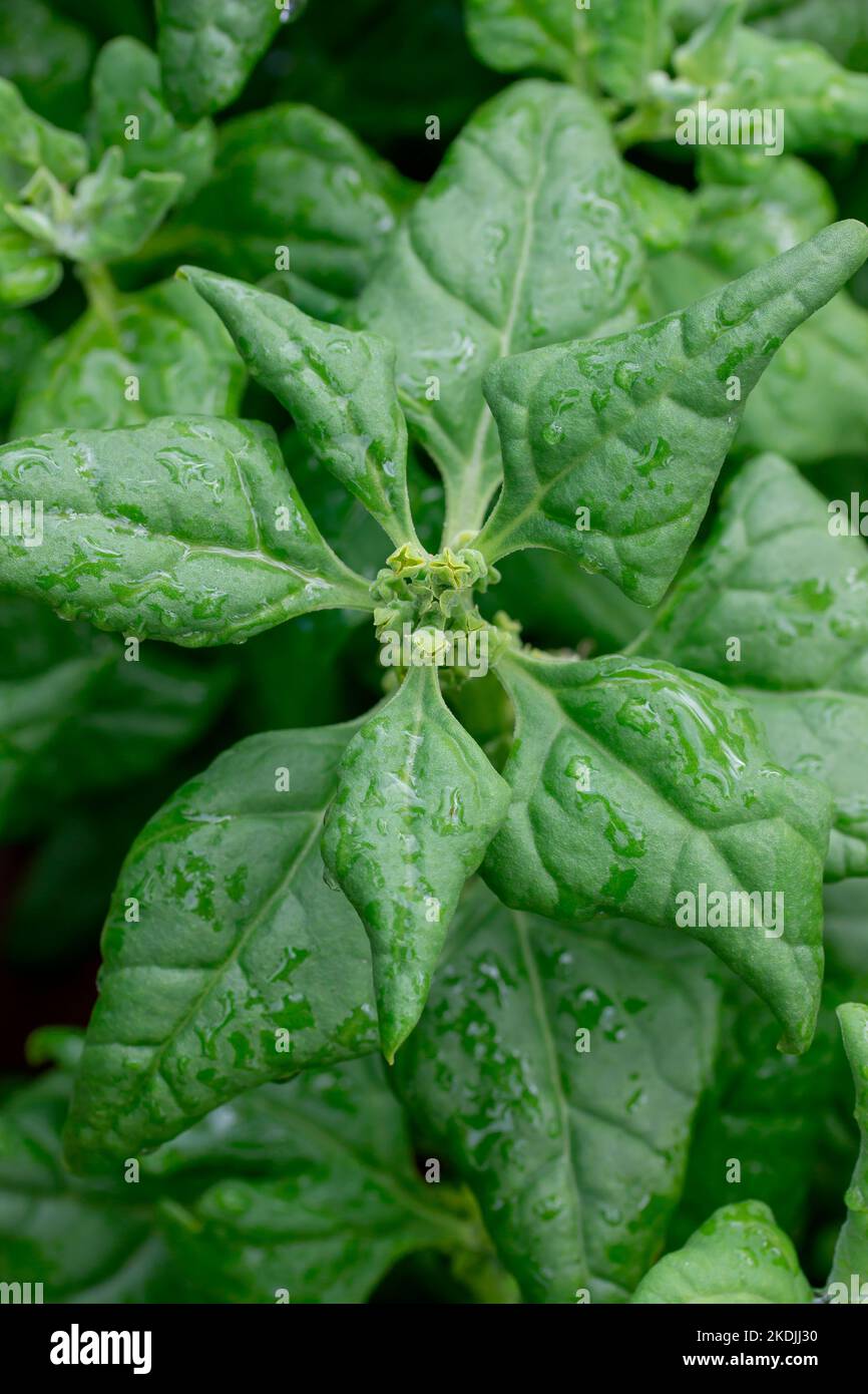 New Zealand spinach (Tetragonia tetragonioides Stock Photo - Alamy