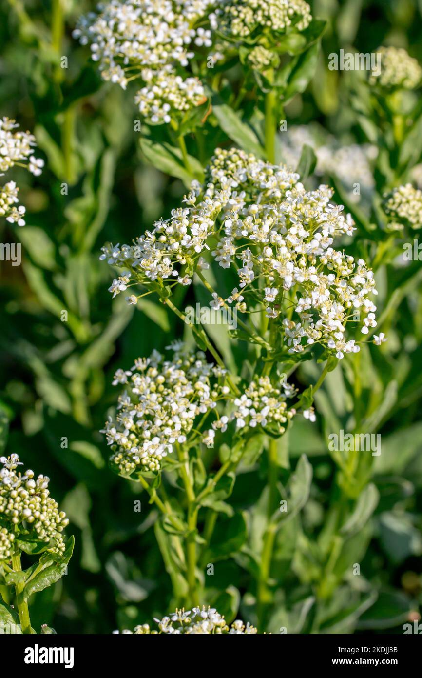 Whitetop (Lepidium draba), Gard, France Stock Photo - Alamy
