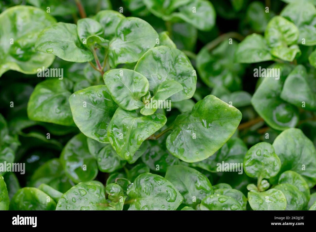 Malabar spinach (Basella alba Stock Photo - Alamy