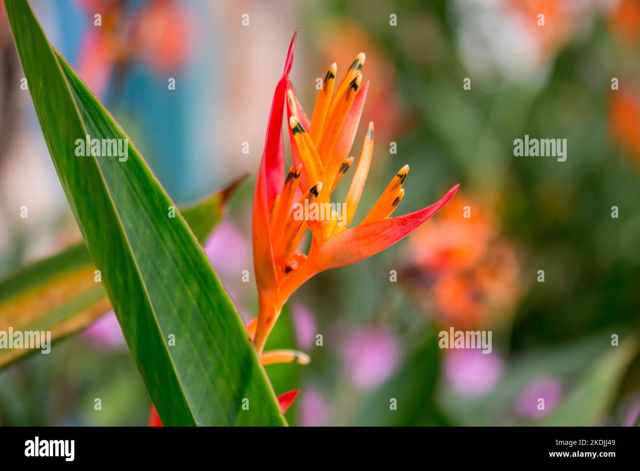 Parrot's beak (Heliconia psittacorum), Paraty, Rio de Janeiro State ...