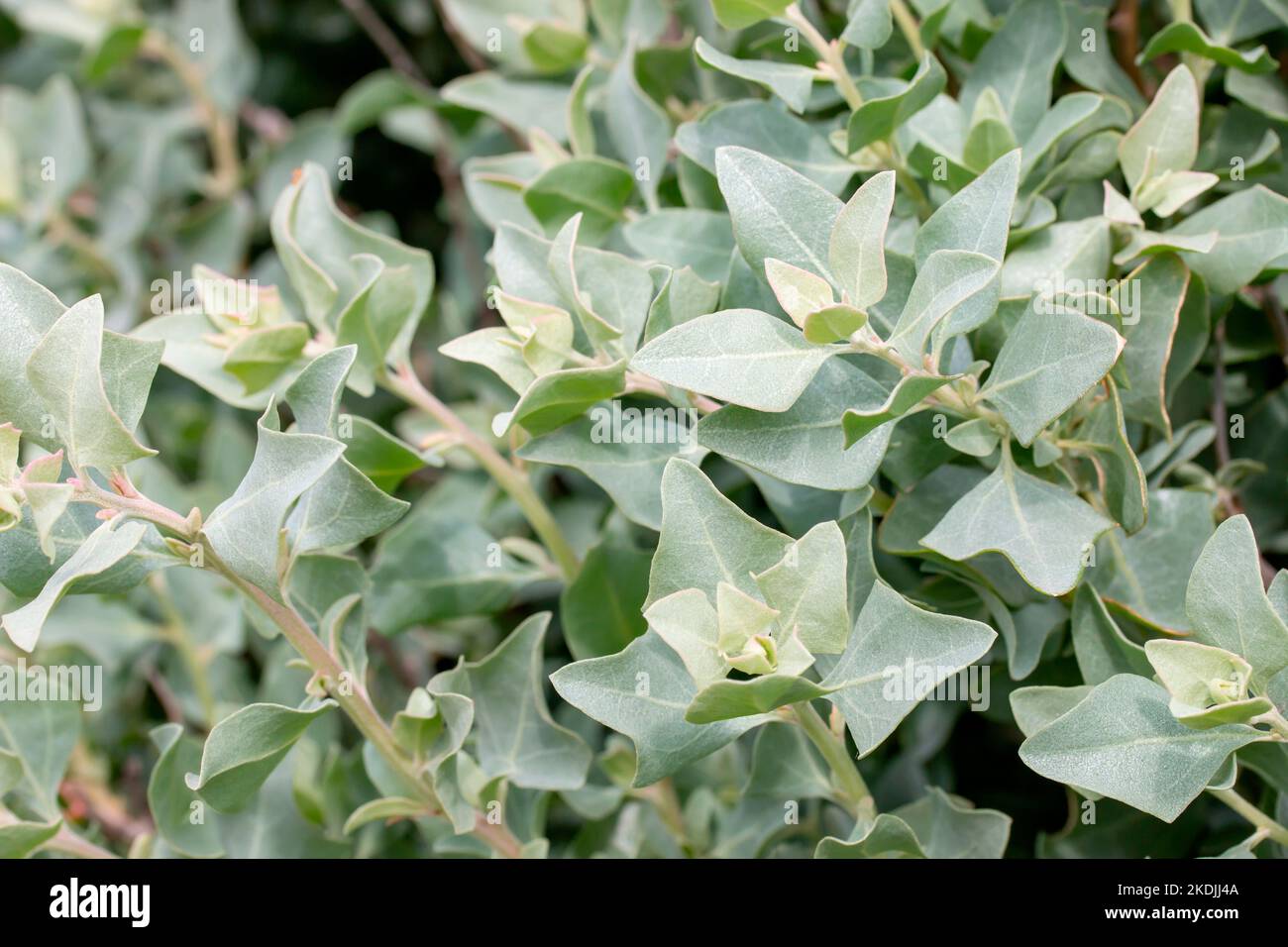 Mediterranean saltbush (Atriplex halimus), foliage in early spring ...