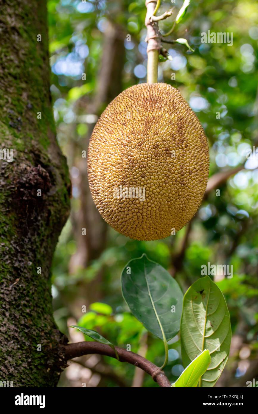 Jackfruit (Artocarpus heterophyllus) on tree, Ilhabela, Sao Paulo State ...