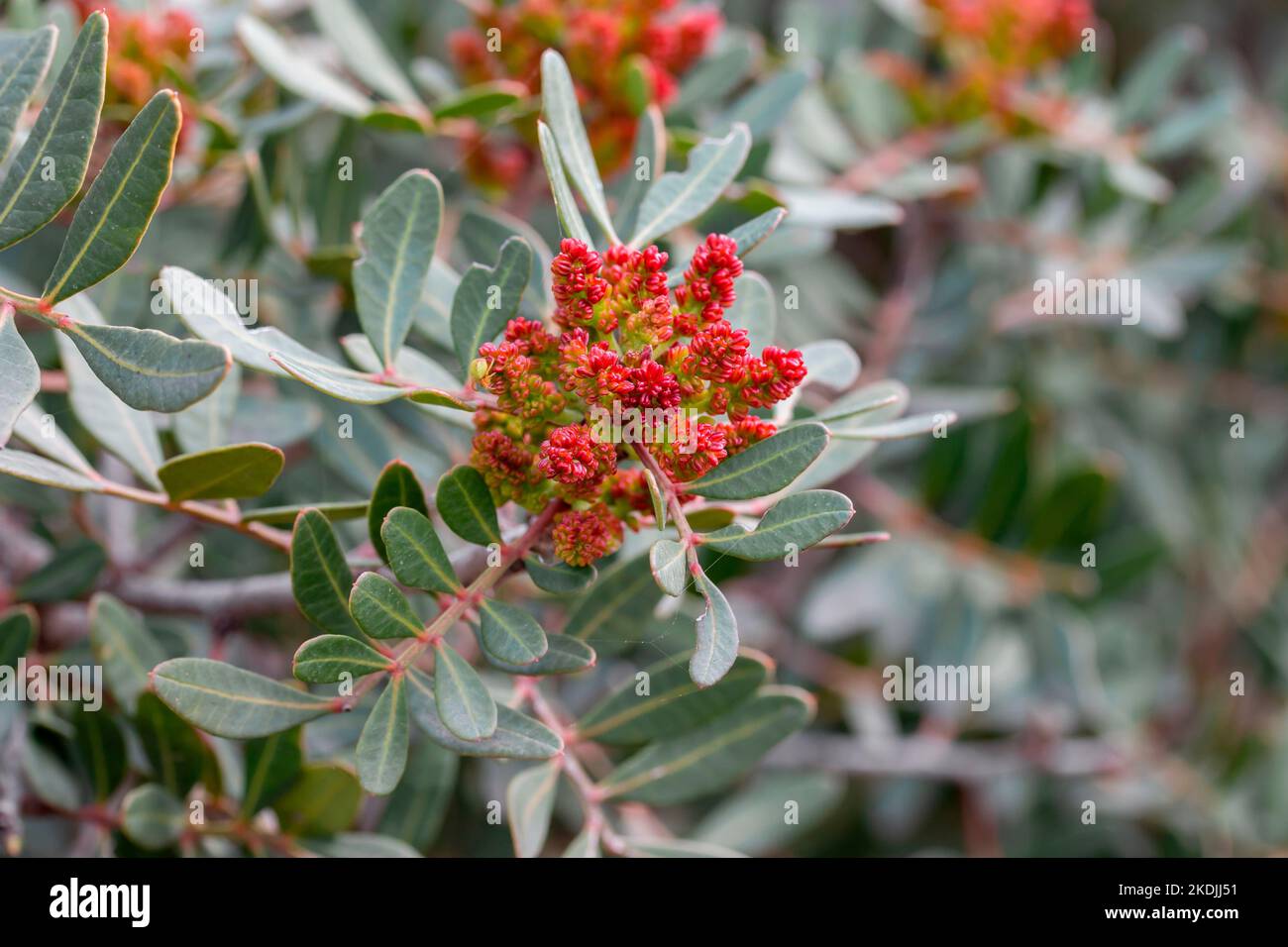Mastic (Pistacia lentiscus), male flowers, Gard, France Stock Photo - Alamy