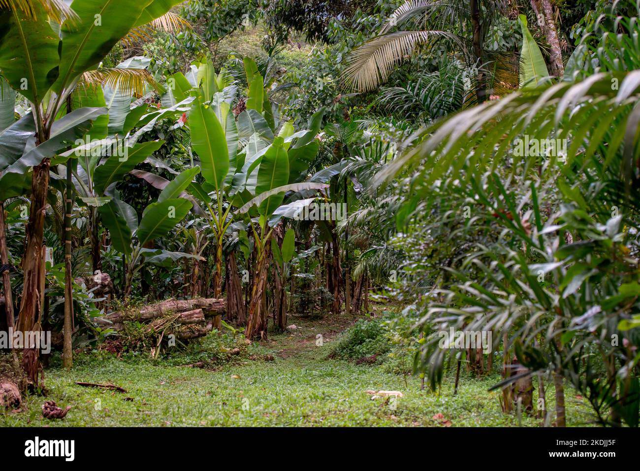 Cocoa, banana and palm trees in agroforestry system, Ubatuba, Sao Paulo ...