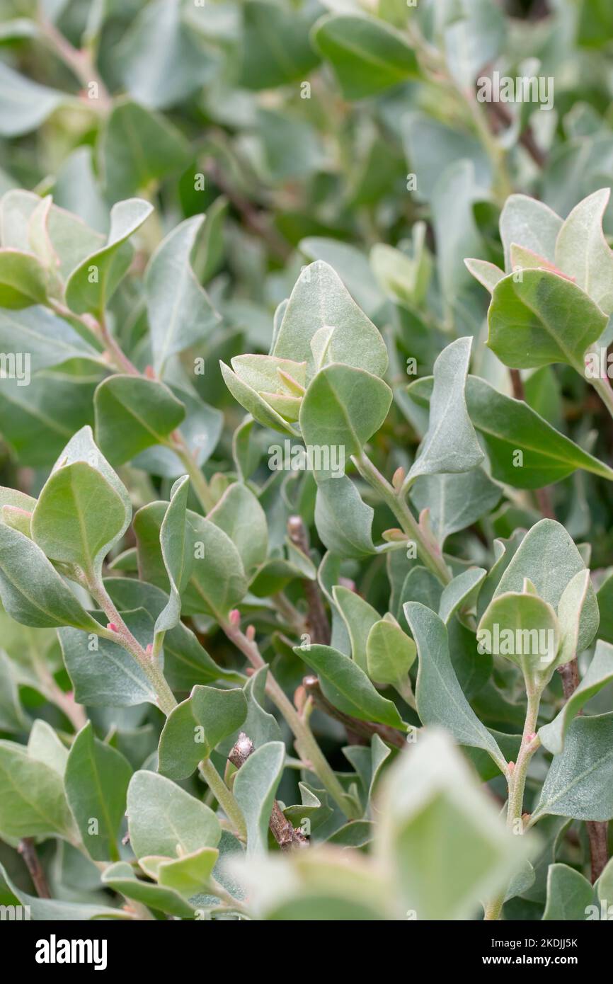 Mediterranean saltbush (Atriplex halimus), foliage in early spring ...