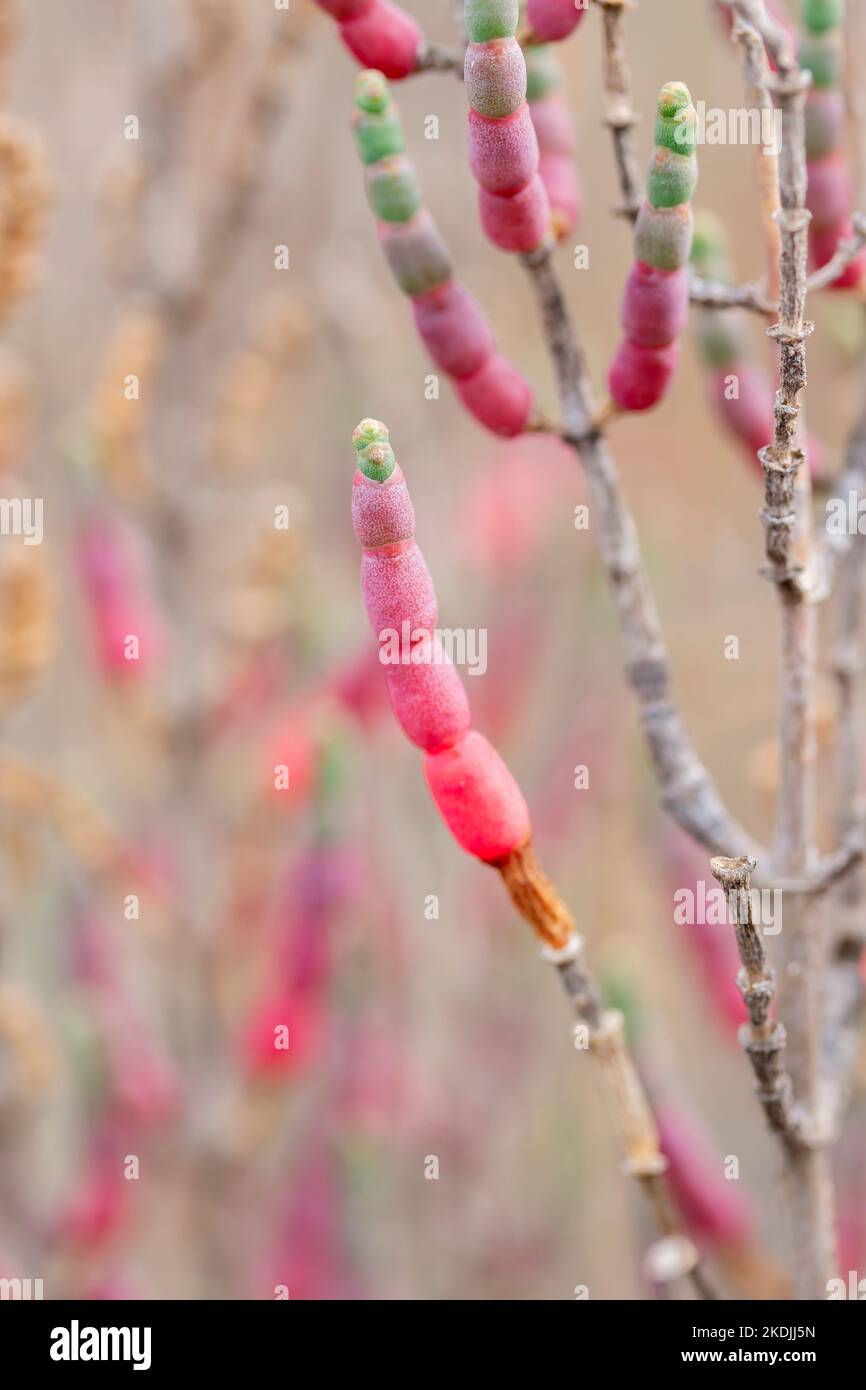 Shrubby swampfire (Sarcocornia fruticosa) in early spring, Gard, France ...