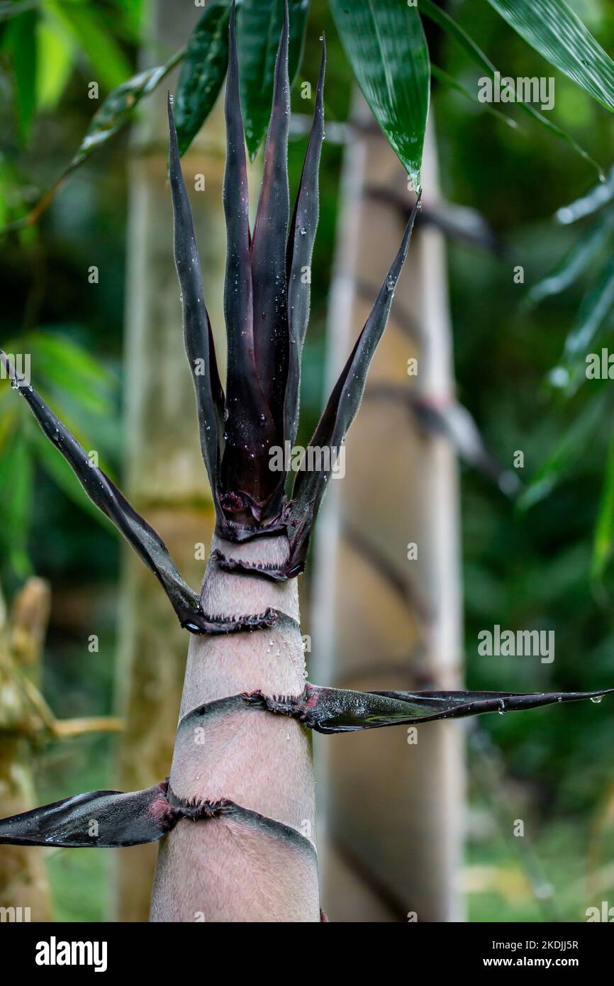 Black asper hi-res stock photography and images - Alamy