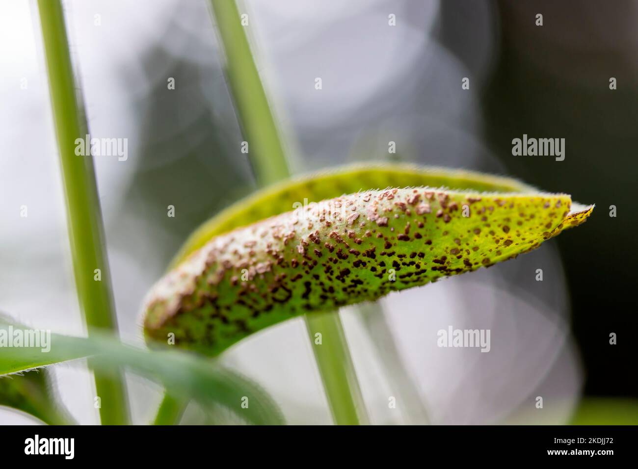 Pucciniaceae family hi-res stock photography and images - Alamy