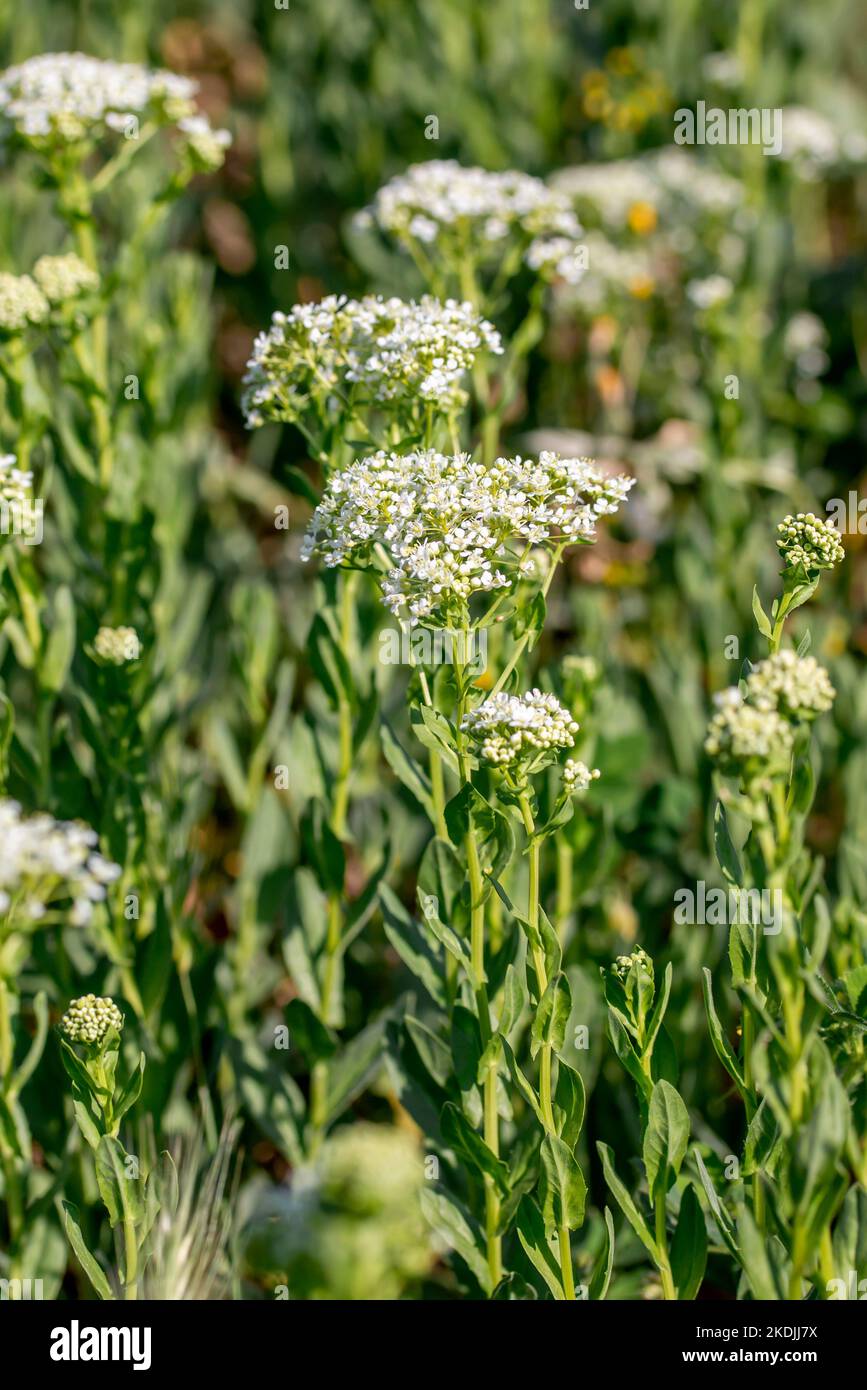 Whitetop (Lepidium draba), Gard, France Stock Photo - Alamy