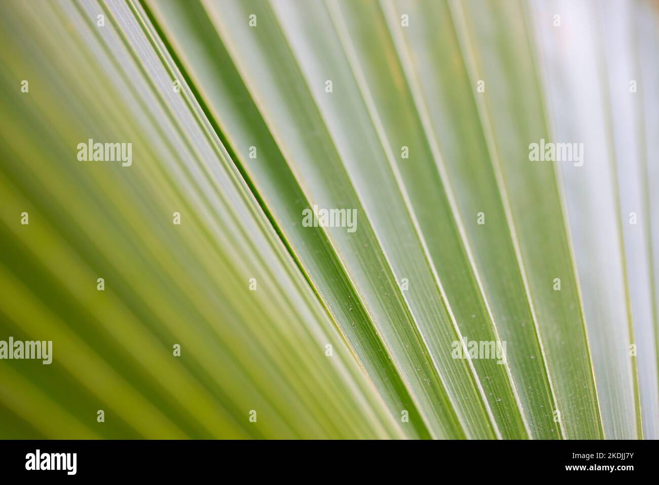 Desert fan palm (Washingtonia filifera Stock Photo - Alamy