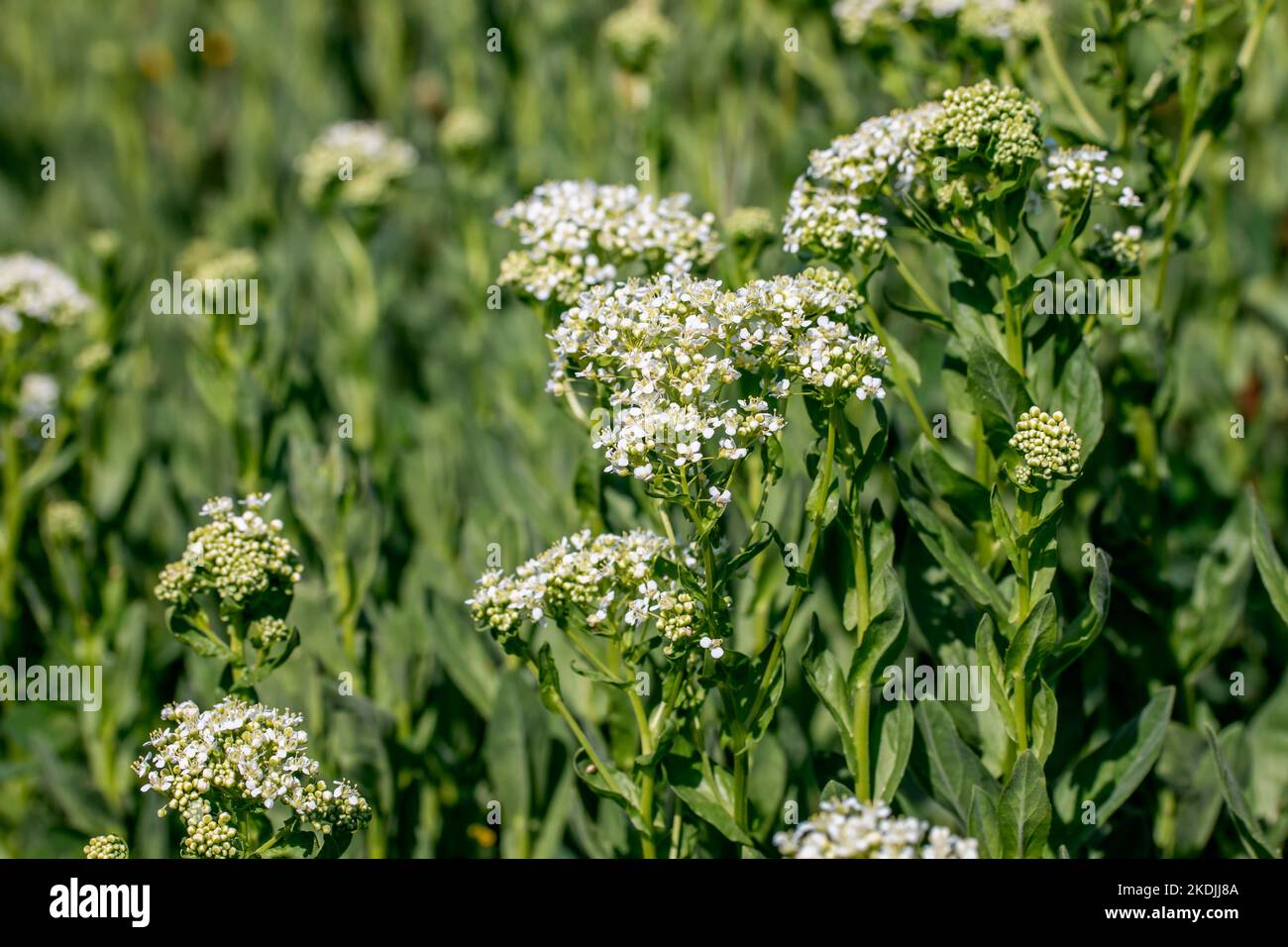 Whitetop (Lepidium draba), Gard, France Stock Photo - Alamy
