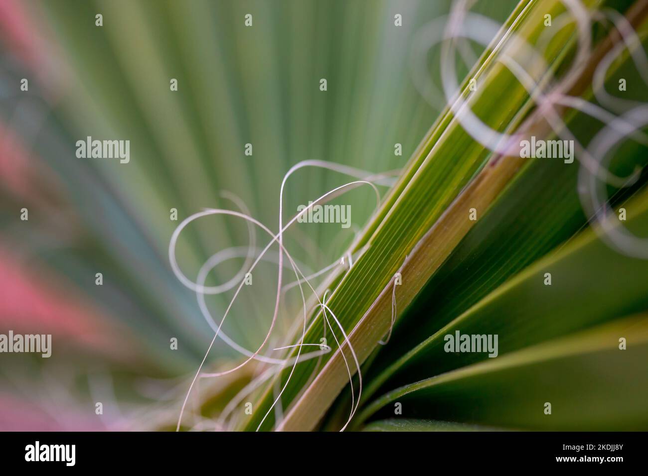 Leaf of Desert fan palm (Washingtonia filifera) showing hairy filaments ...