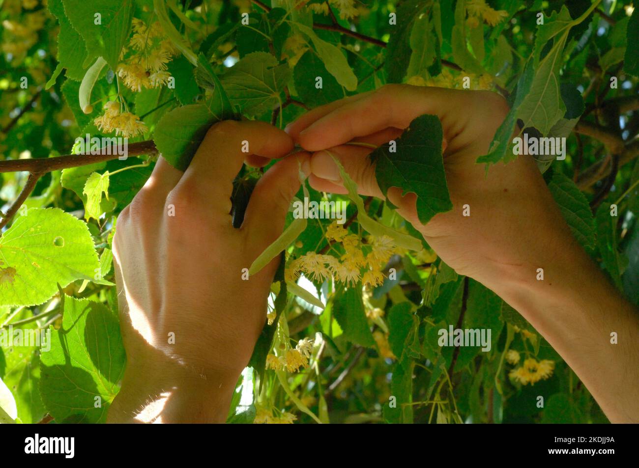 Harvesting the flowers of the lime tree (Tilia sp) to make infusions ...
