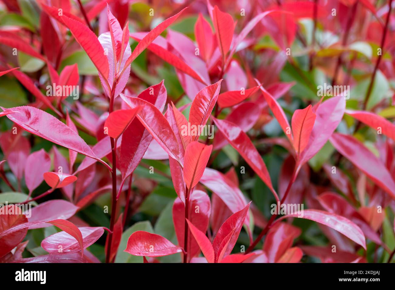 Photinia (Photinia x fraseri) 'Red Robin' in early spring Stock Photo ...