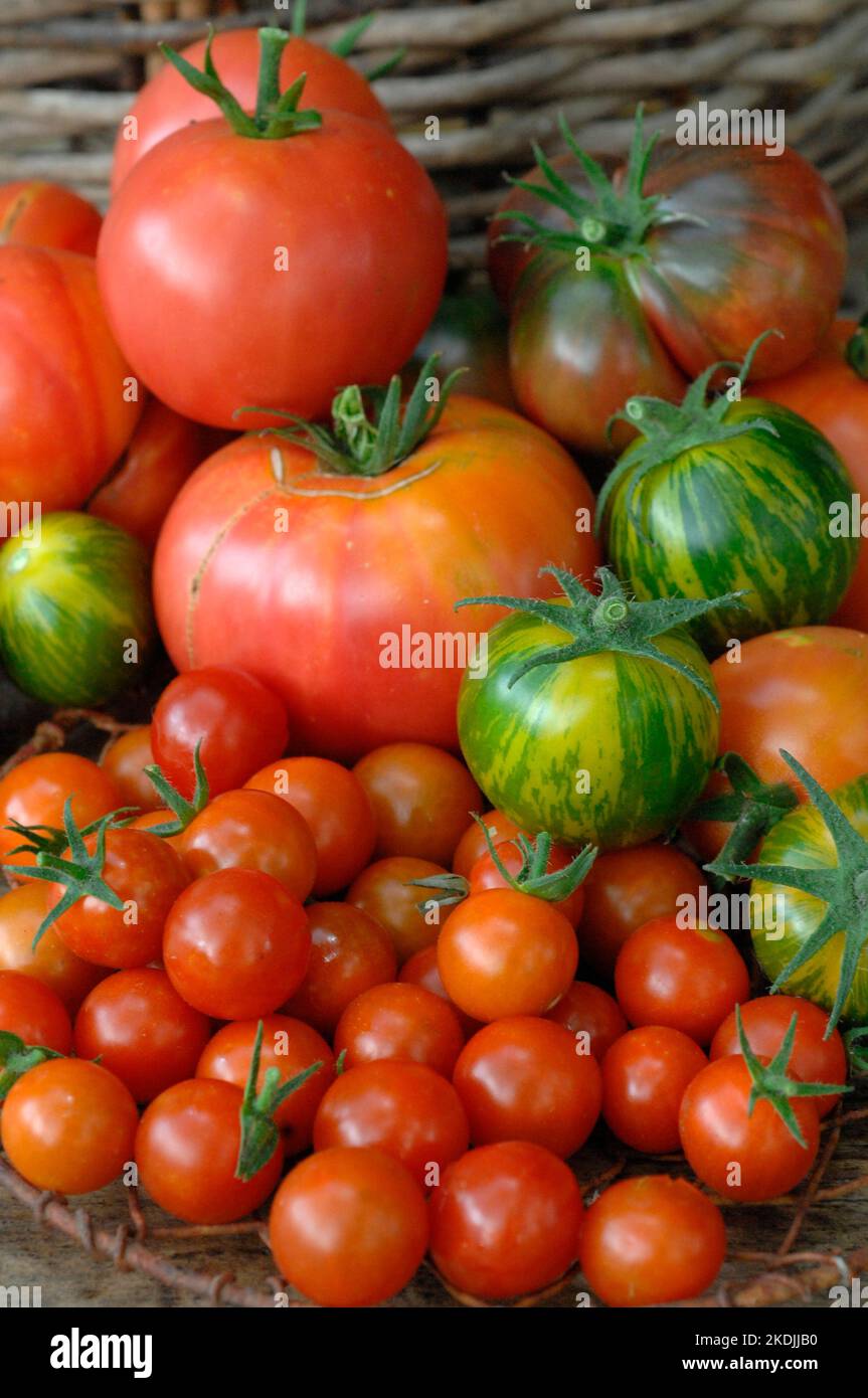 'Cherry', 'Green Zebra' and 'Crimean Black' tomatoes (Solanum ...