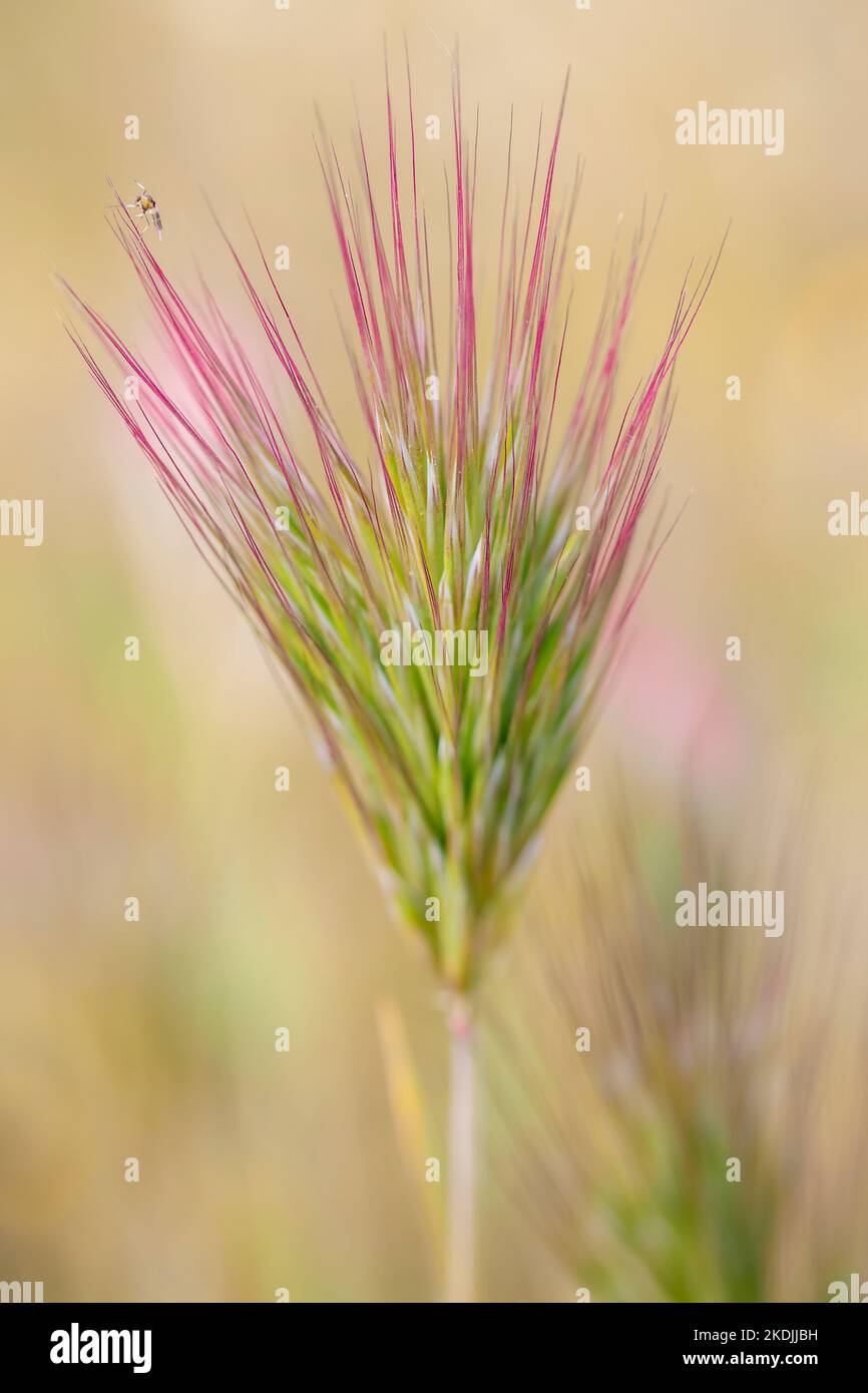 Foxtail Brome (Anisantha rubens) in early spring, Vaucluse, France. A ...