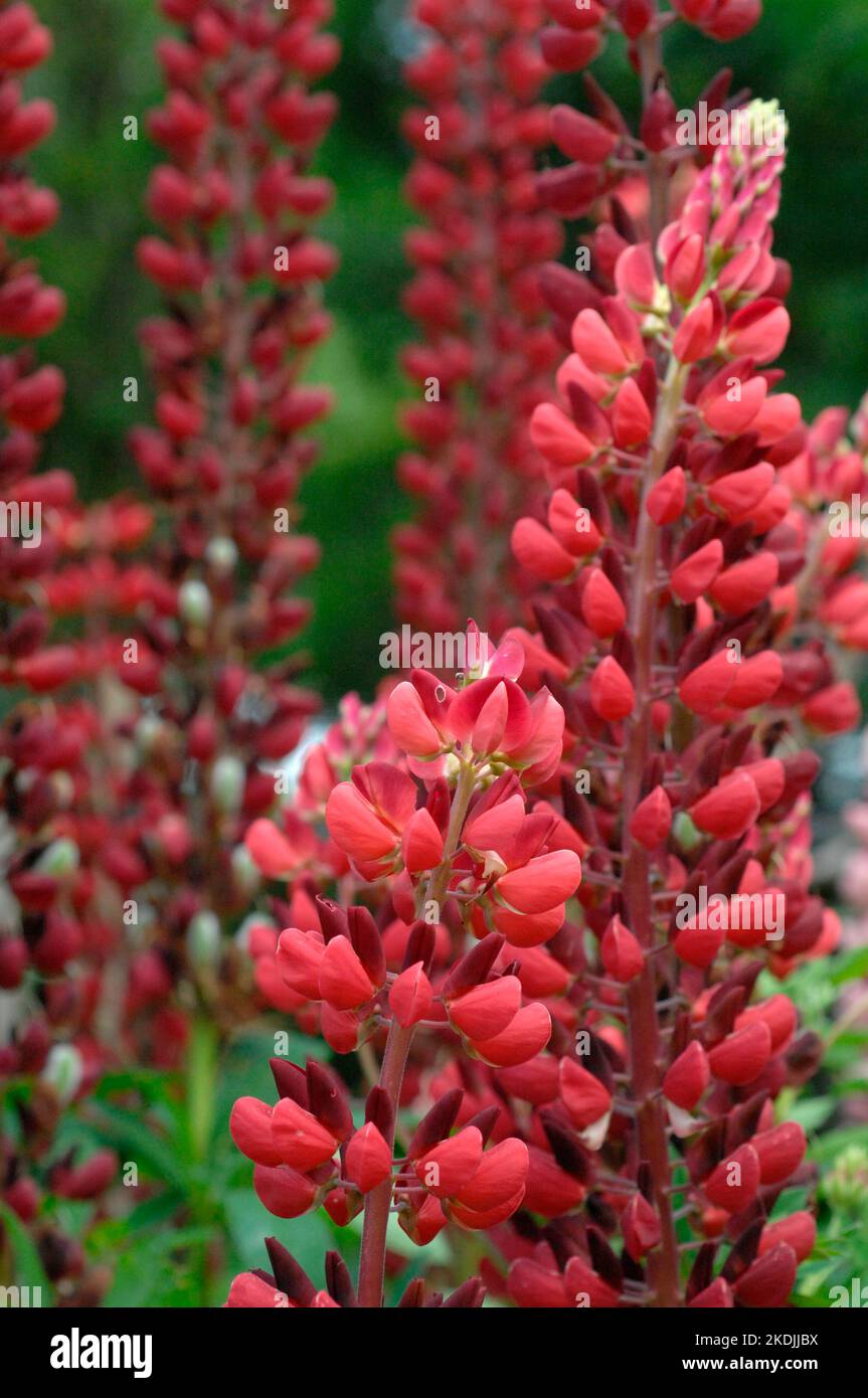 Lupine (Lupinus sp) in flower in a garden bed Stock Photo - Alamy
