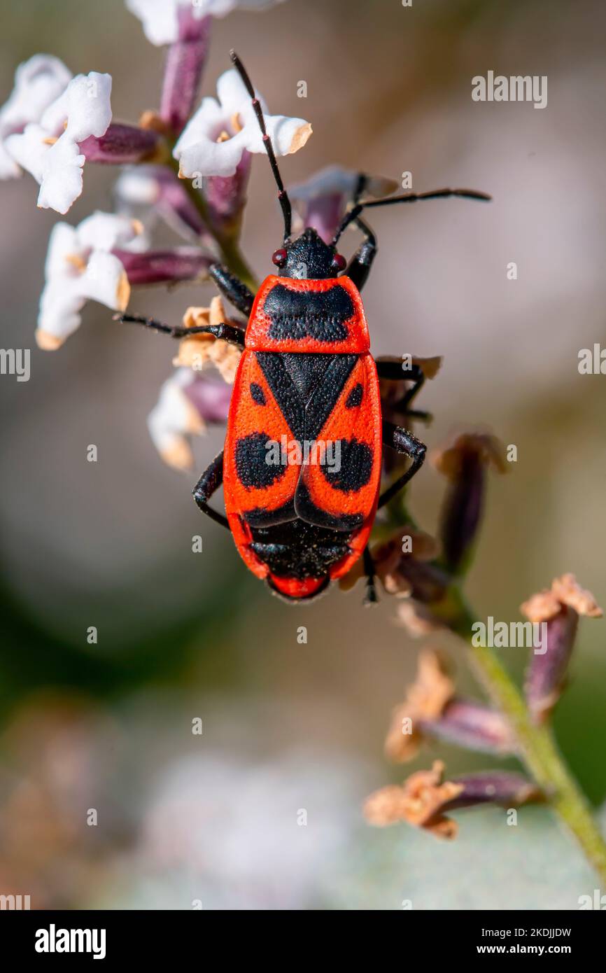 Fire bug (Pyrrhocoris apterus), brachypterous form, on Lemon verbena ...