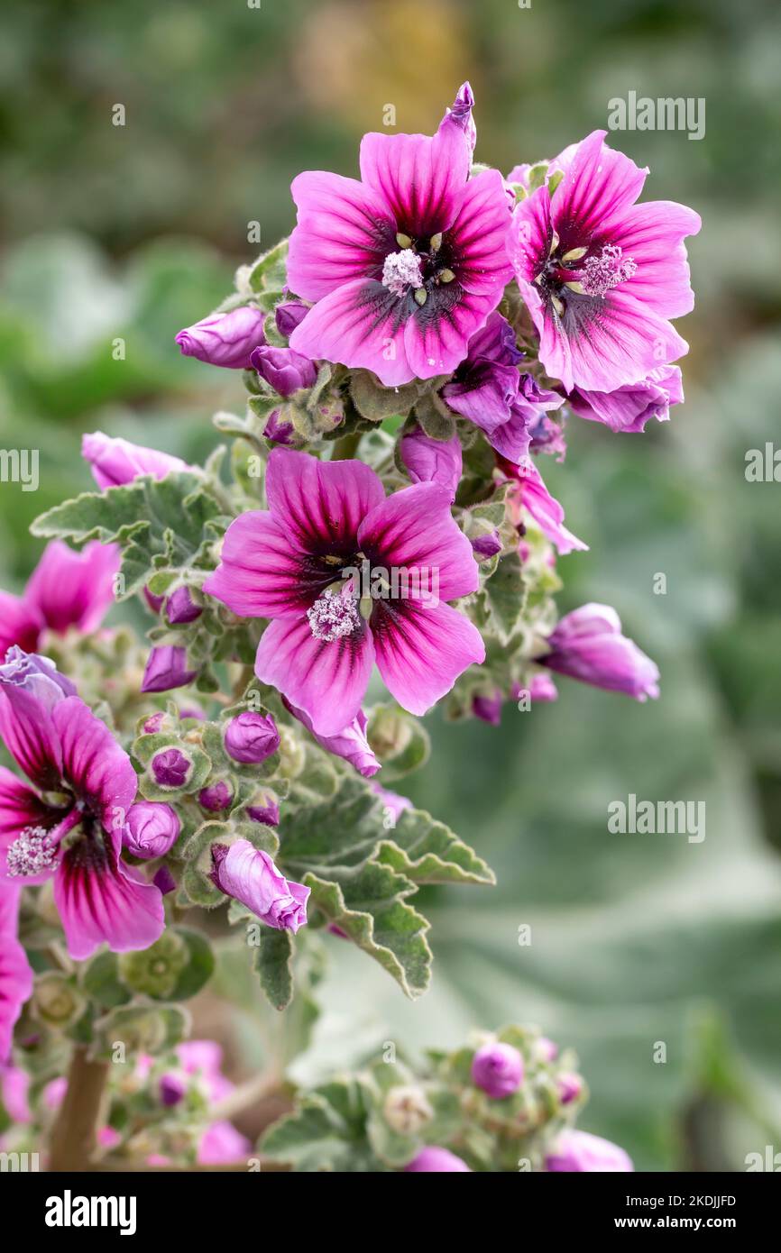Tree mallow (Malva arborea), Bouches-du-Rhone, France Stock Photo - Alamy