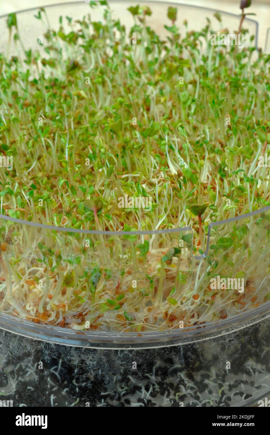 Sprouted seeds in a sprouter Stock Photo - Alamy