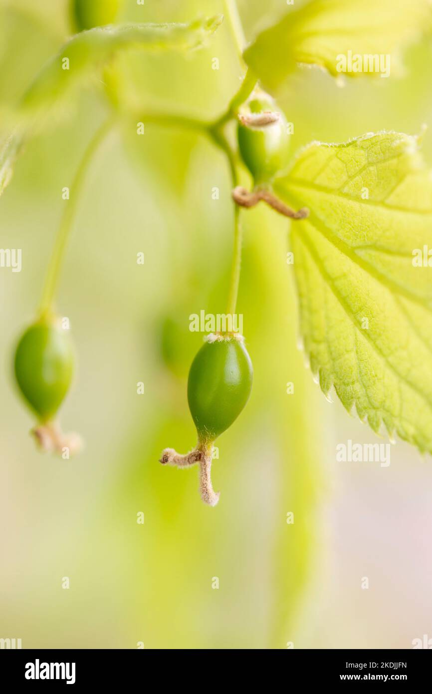 European nettle tree (Celtis australis), immature fruits, Vaucluse ...
