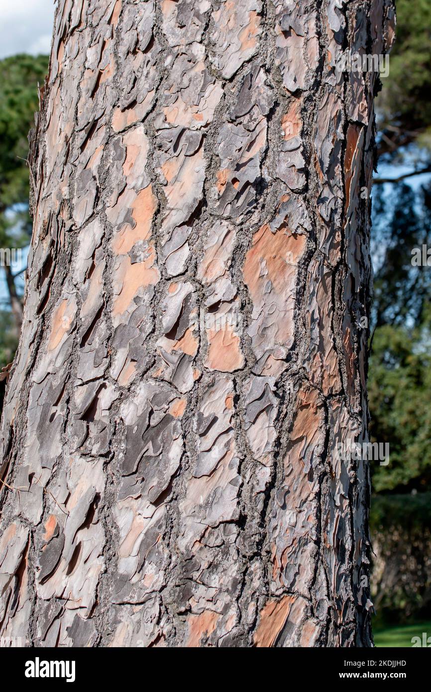 Bark of Stone pine (Pinus pinea), Gard, France Stock Photo - Alamy