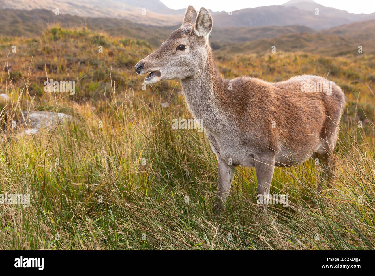 Left hind hi-res stock photography and images - Alamy
