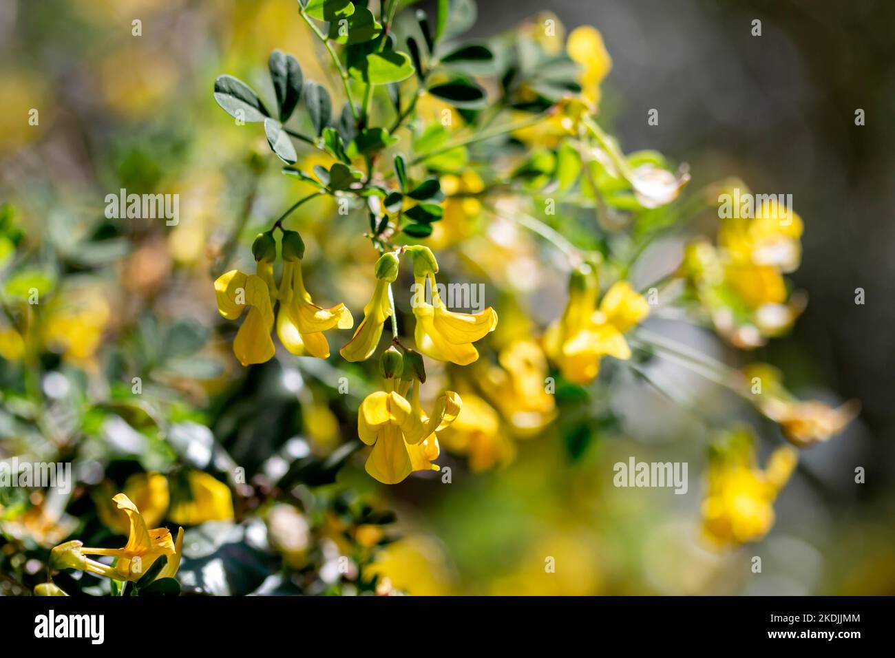 Scorpion senna (Hippocrepis emerus), Gard, France Stock Photo - Alamy