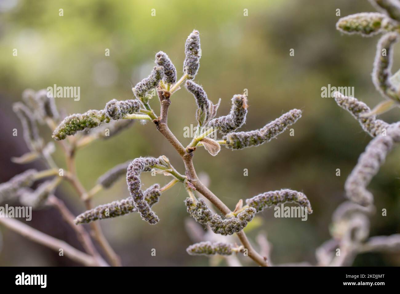 Paper mulberry (Broussonetia papyrifera), male catkins, Gard, France ...