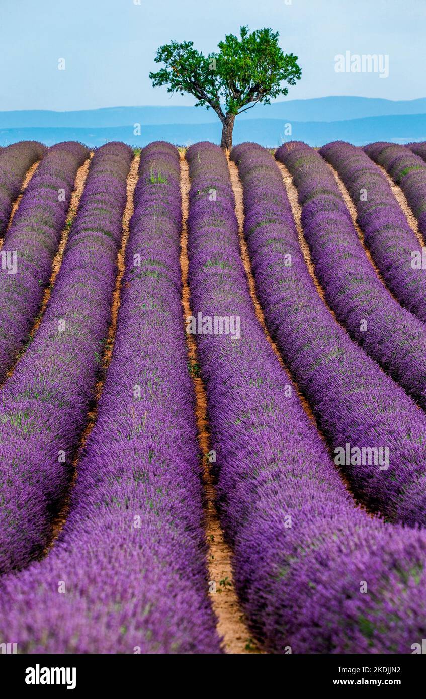 Lavandula x angustifolia hi-res stock photography and images - Alamy